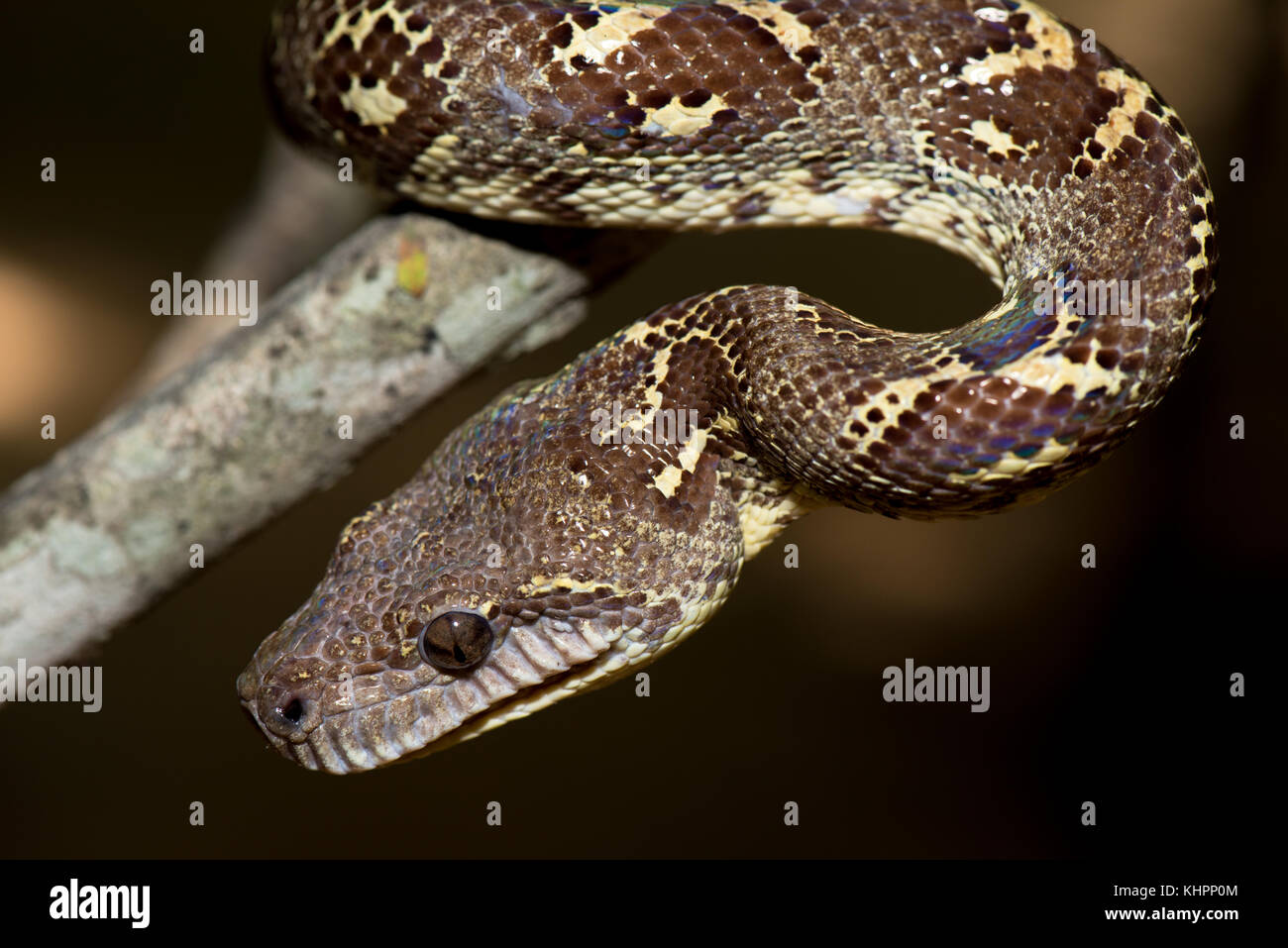 Madagascarboa (Acrantophis madagascariensis), Kirindy National Park ...