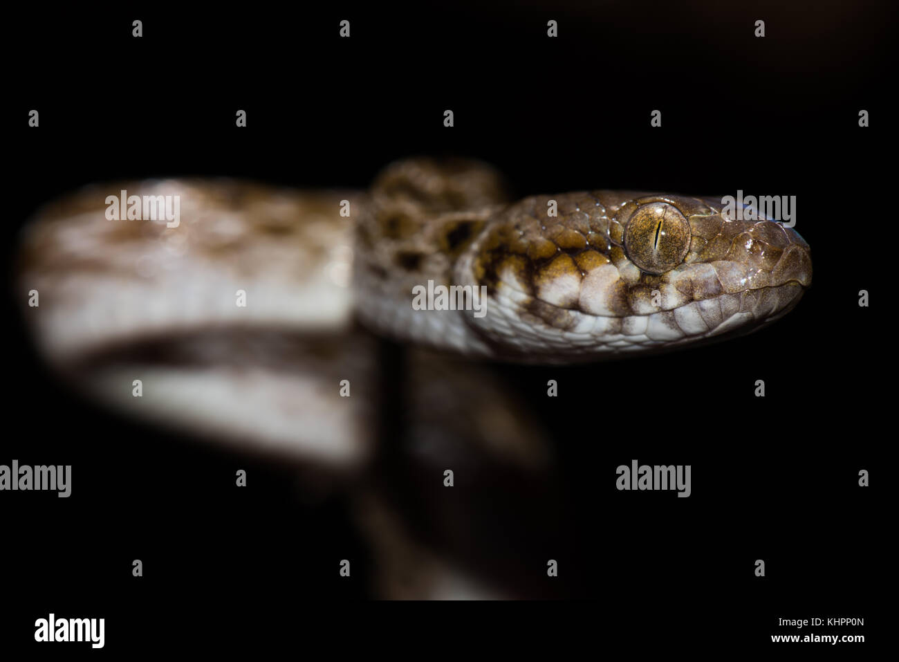 Madagascar Cat Snake (Madagascarophis colubrinus), Kirindy National ...