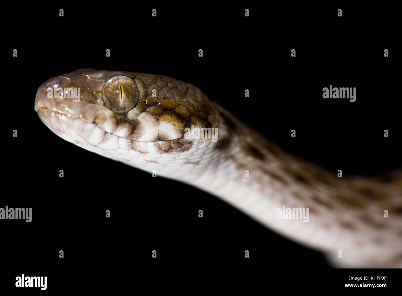 Madagascar Cat Snake (Madagascarophis colubrinus), Kirindy National ...