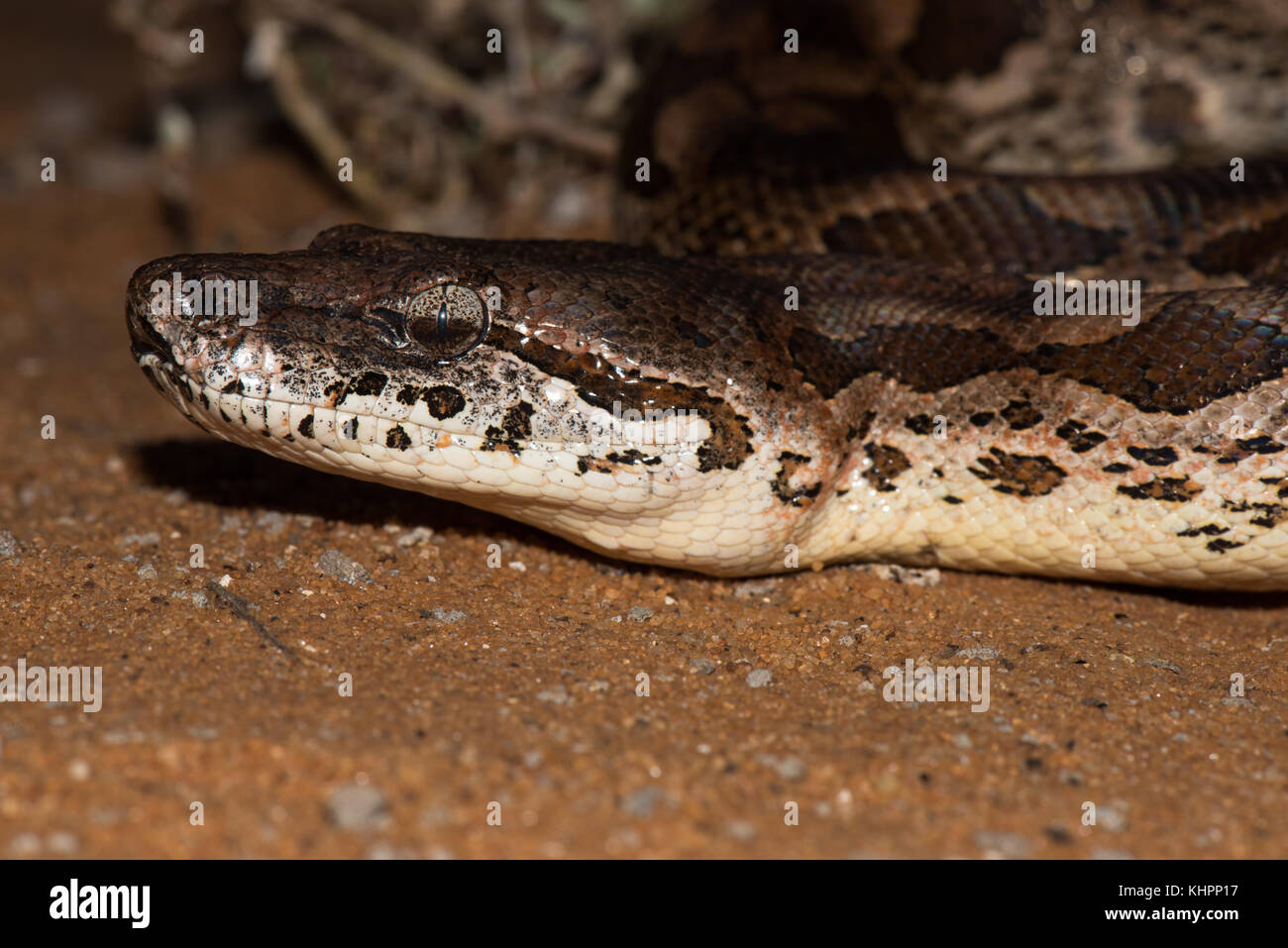 Madagascar Carboa (Acrantophis dumerili), Arboretum d' Andtsokay ...