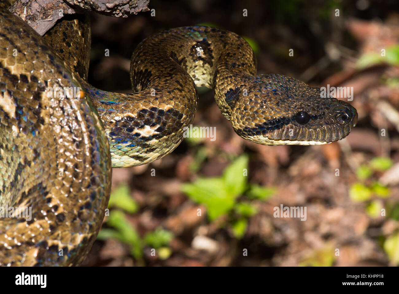 Madagascar tree boa (Sanzinia madagascariensis) on branch ...