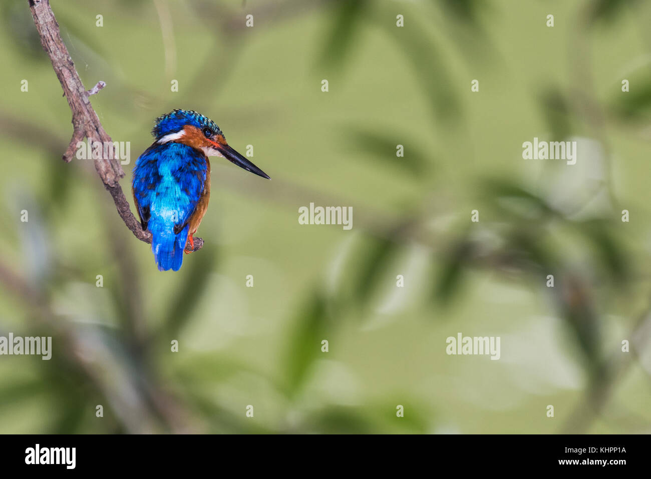 Corythornis vintsioides vintsioides hi-res stock photography and images ...