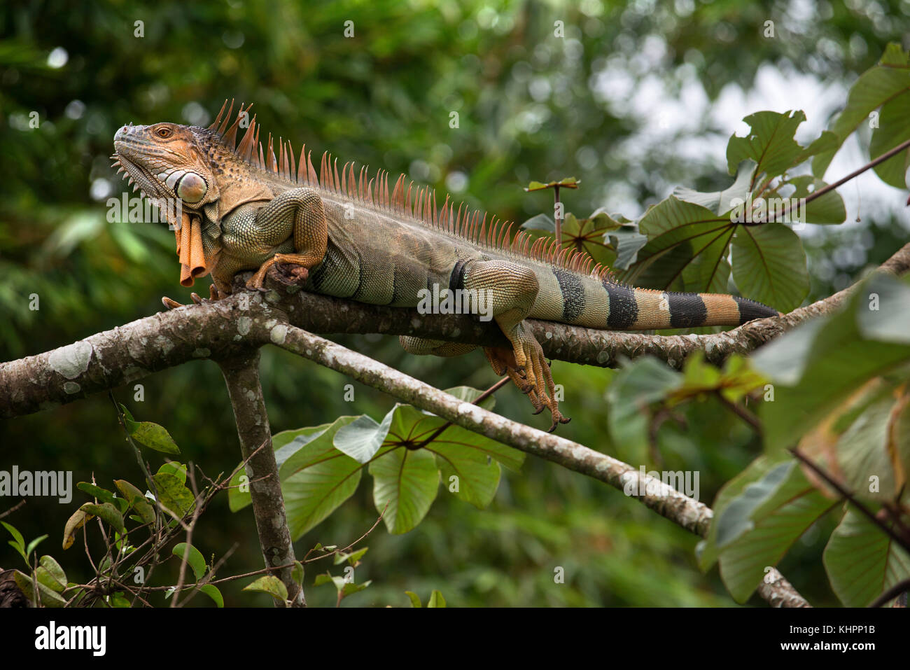 An orange coloured green iguana trails it's tail as it lays on a branch ...