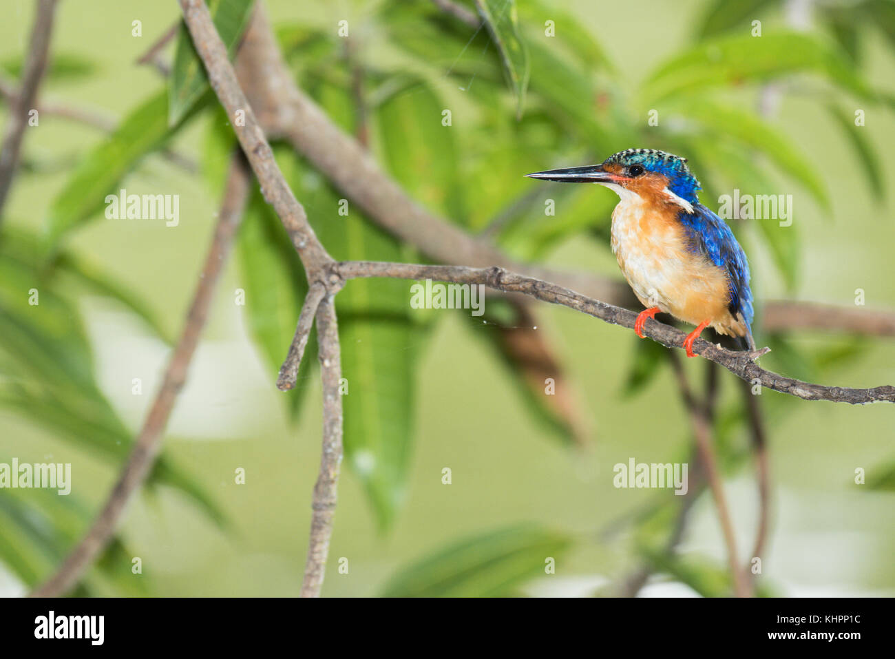 Madagascar Dwarf Kingfisher (Corythornis vintsioides vintsioides ...
