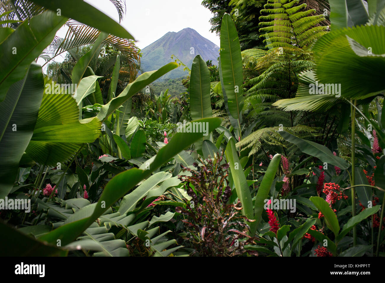 Volcano views from the rooms at Nayara Hotel, Spa & Gardens, Oeste de ...