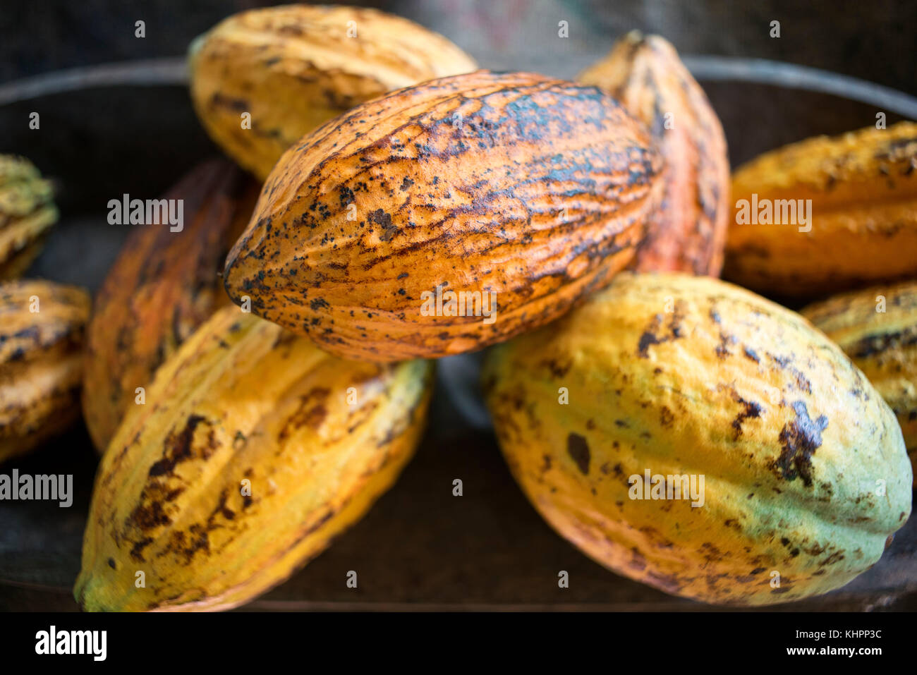 Cocoa pods of the cacao tree in Costa Rica, Central America. Cacao pods ...