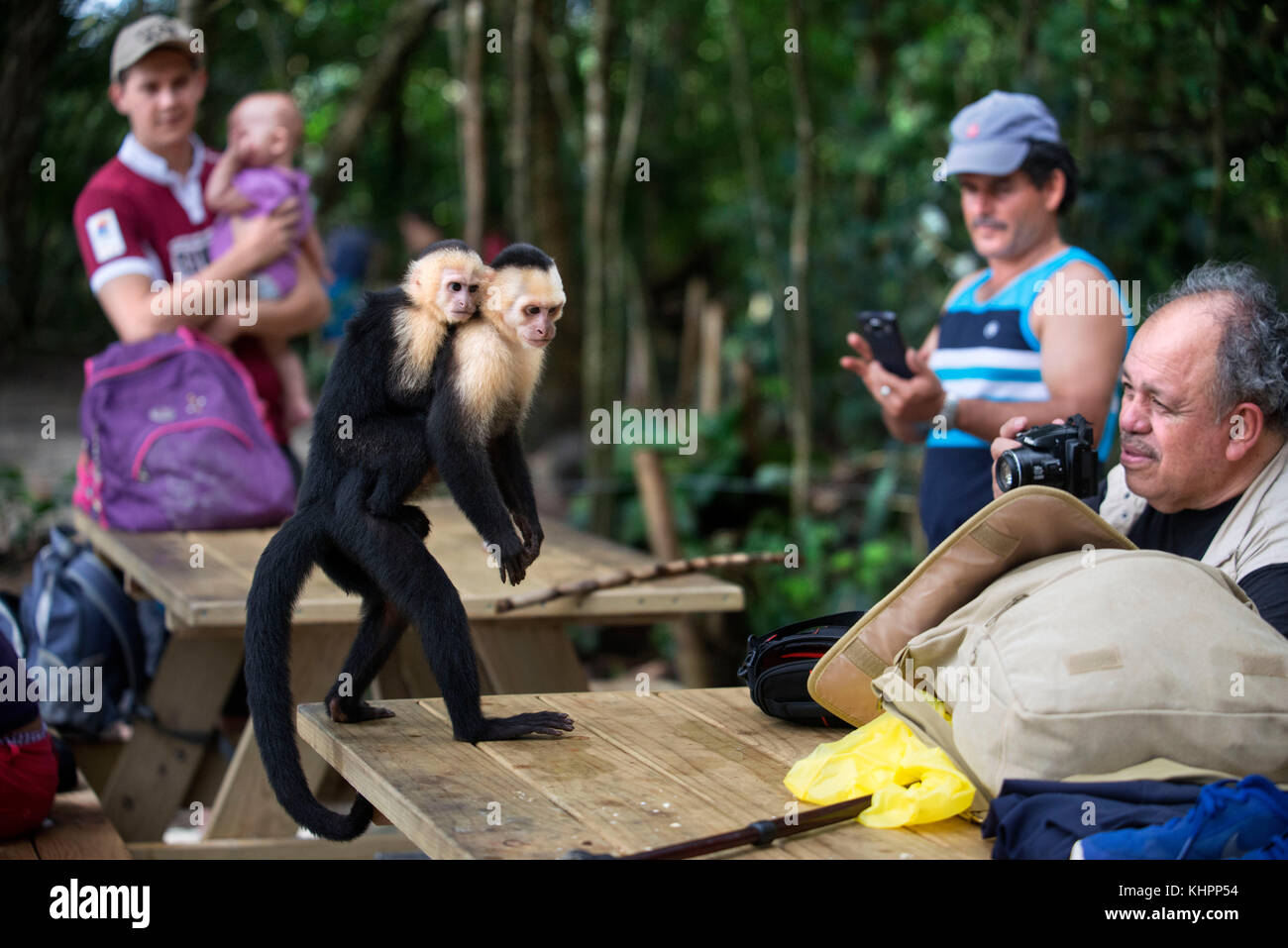 Monkey stealing food hi-res stock photography and images - Alamy