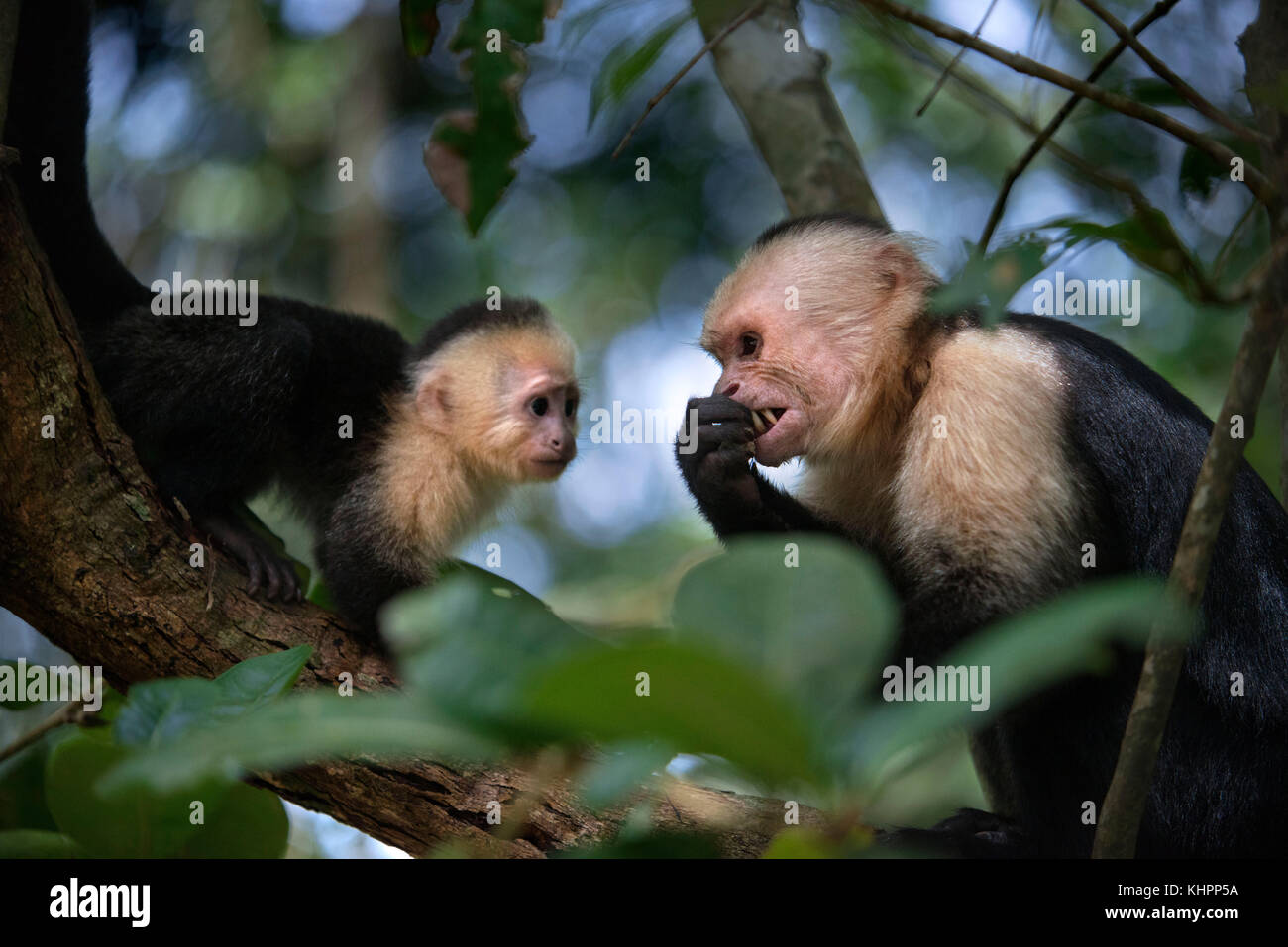 Parque nacional capuchino manuel antonio hi-res stock photography and ...