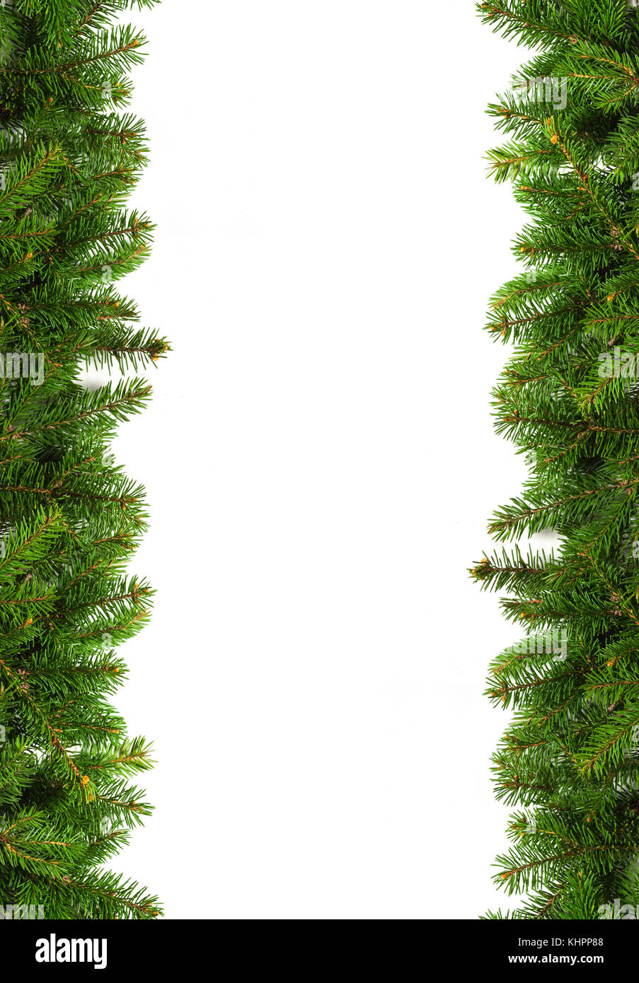 Christmas tree branches on white background as a border or template for ...