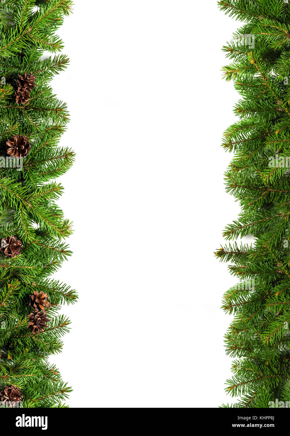 Christmas tree branches on white background as a border or template for ...