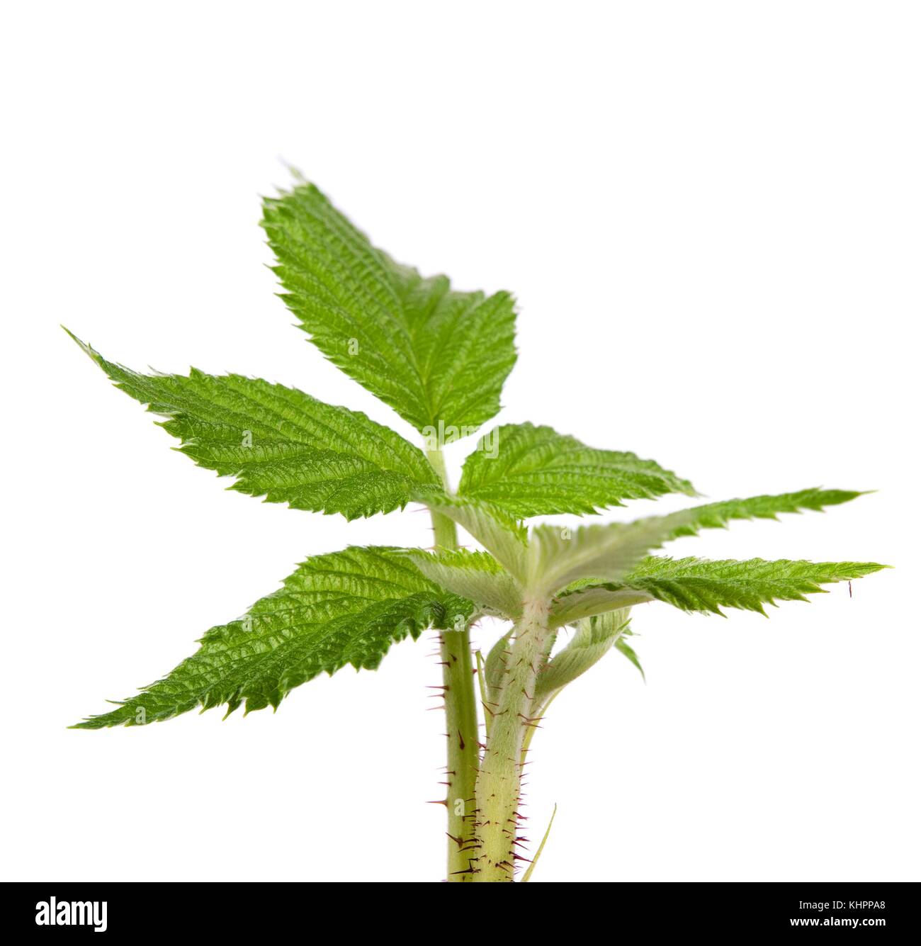 Green plant isolated on white background Stock Photo - Alamy