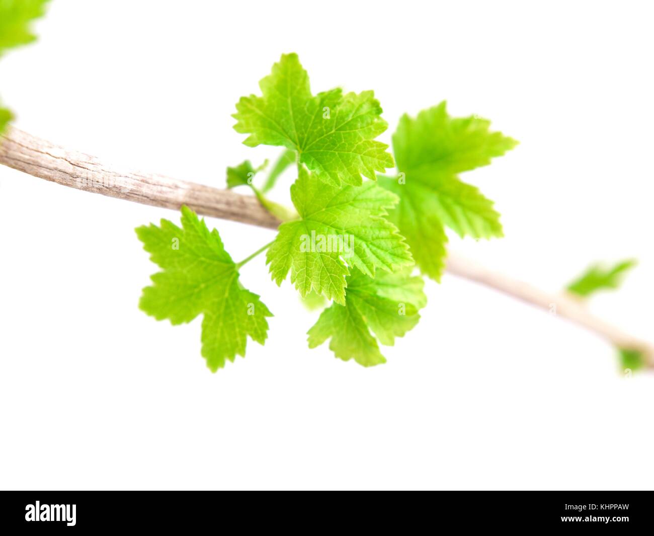 Green currant leaves against white background Stock Photo - Alamy
