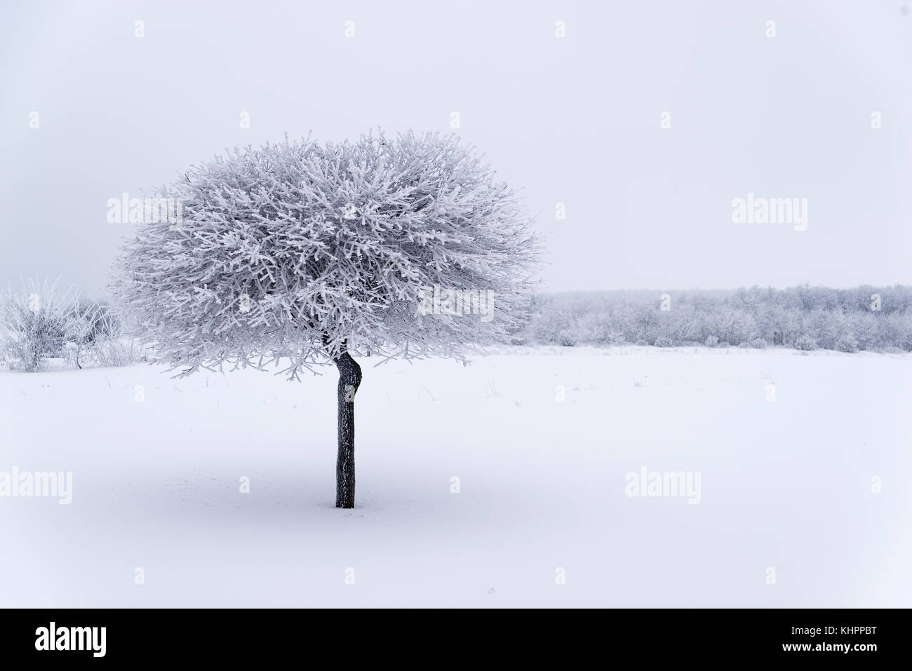Winter Tree covered with snow in field Stock Photo - Alamy