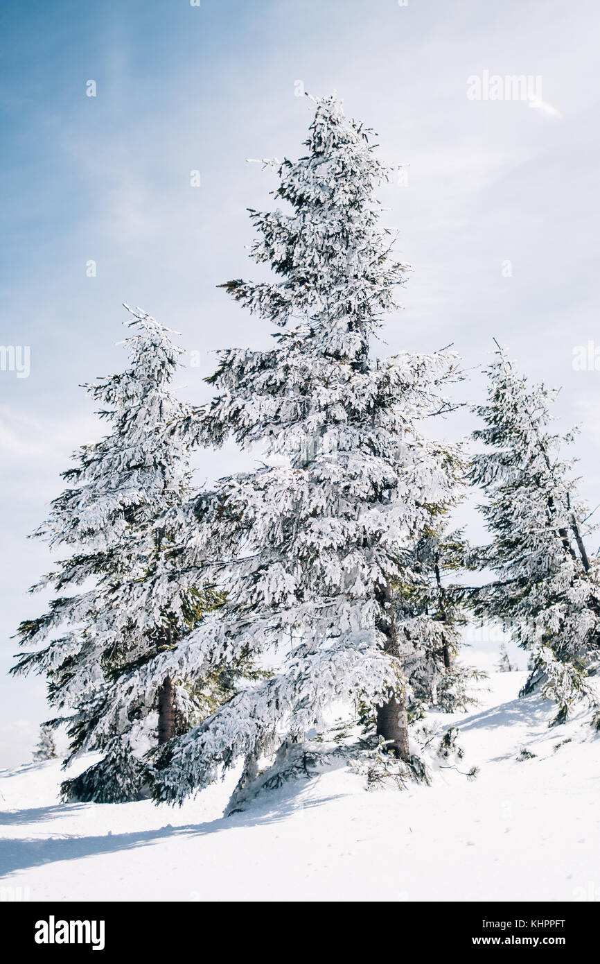 Evergreen trees with snow hi-res stock photography and images - Alamy