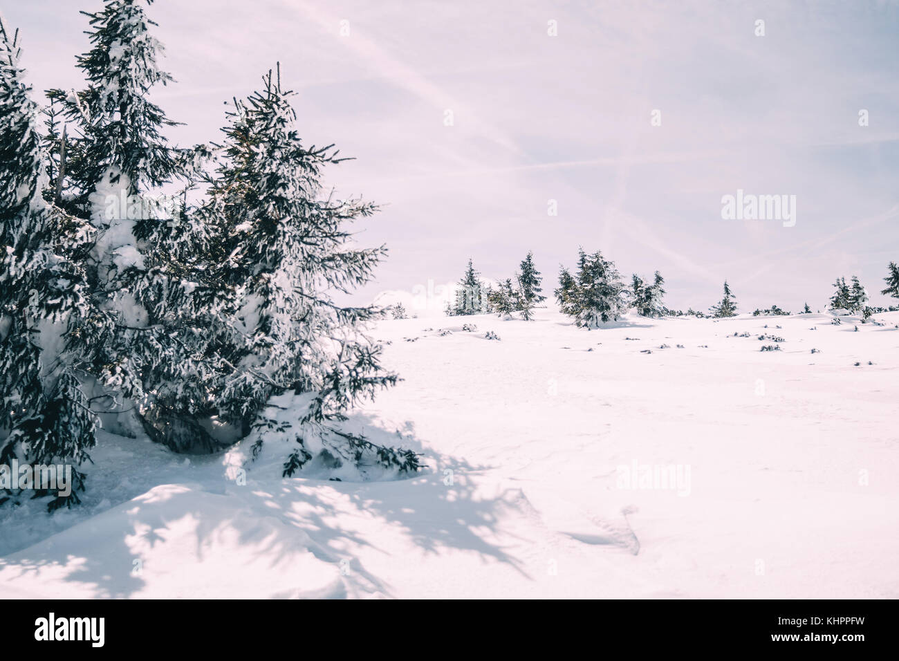 White fir trees landscape hi-res stock photography and images - Alamy