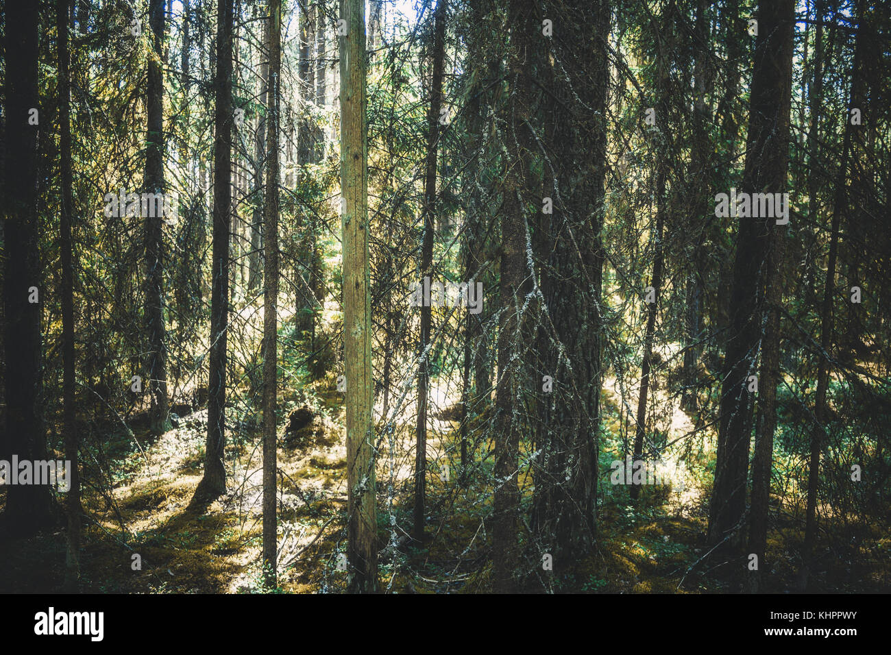 Old forest. View inside of the forest on the trees Stock Photo - Alamy