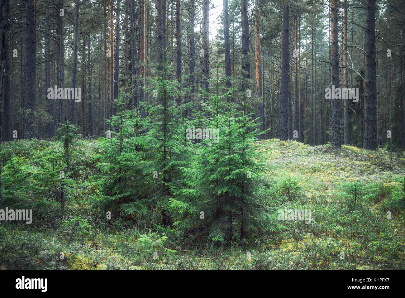 Evening forest. view inside of the forest on the trees Stock Photo - Alamy