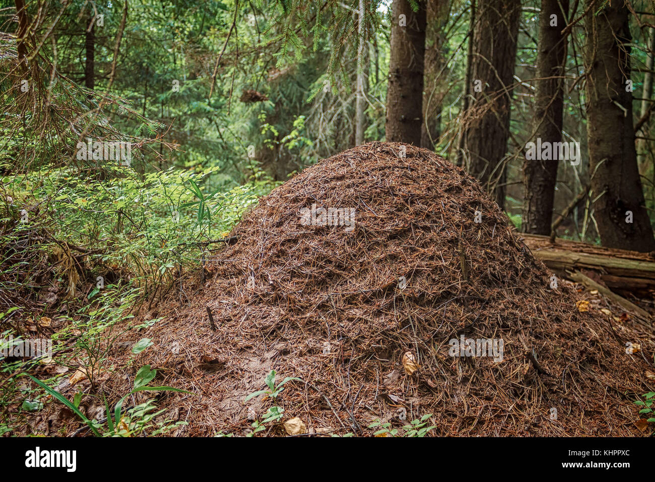 Big anthill near the tree in the forest Stock Photo - Alamy