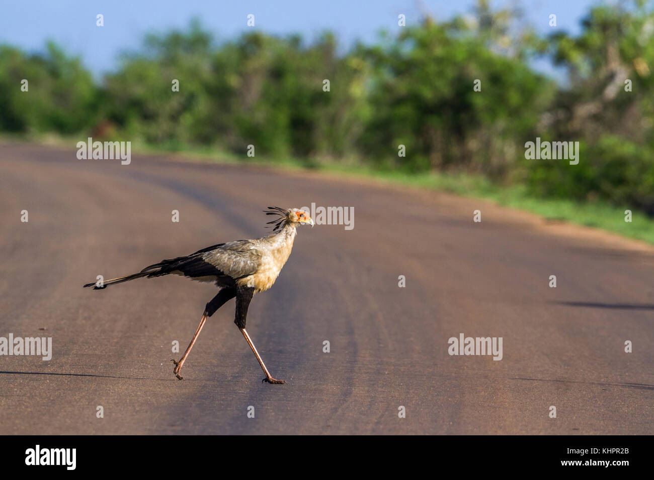 Secretary bird in Kruger national park, South Africa ; Specie ...