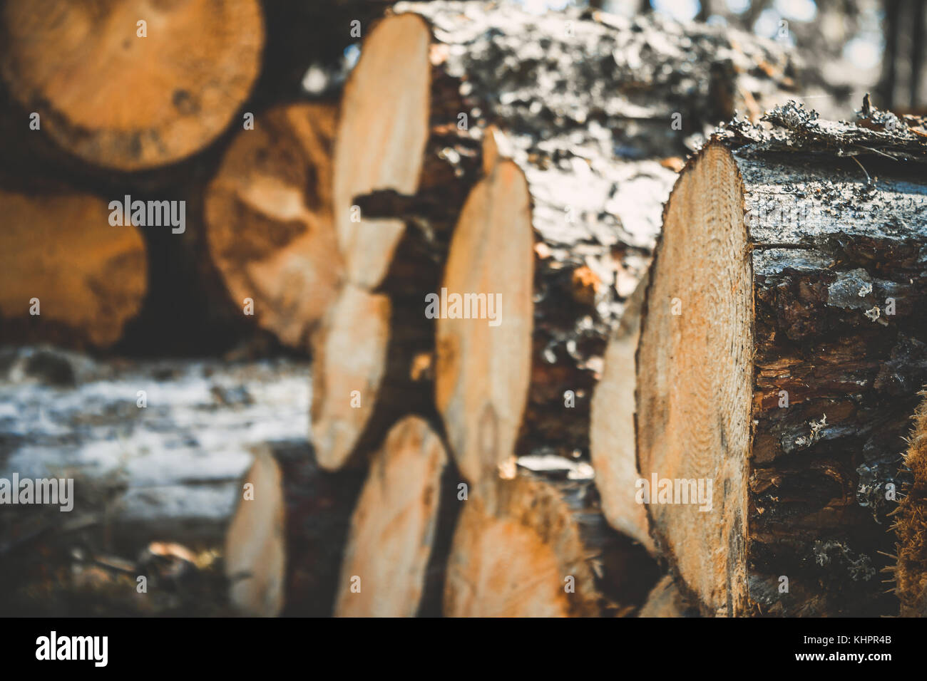 logs of trees in the forest after felling. felled tree trunks. Logging ...