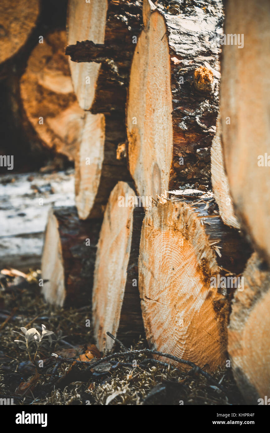 Selective felling hi-res stock photography and images - Alamy