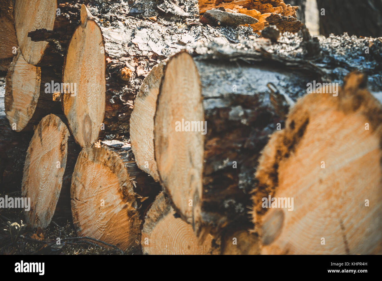 logs of trees in the forest after felling. felled tree trunks. Logging ...