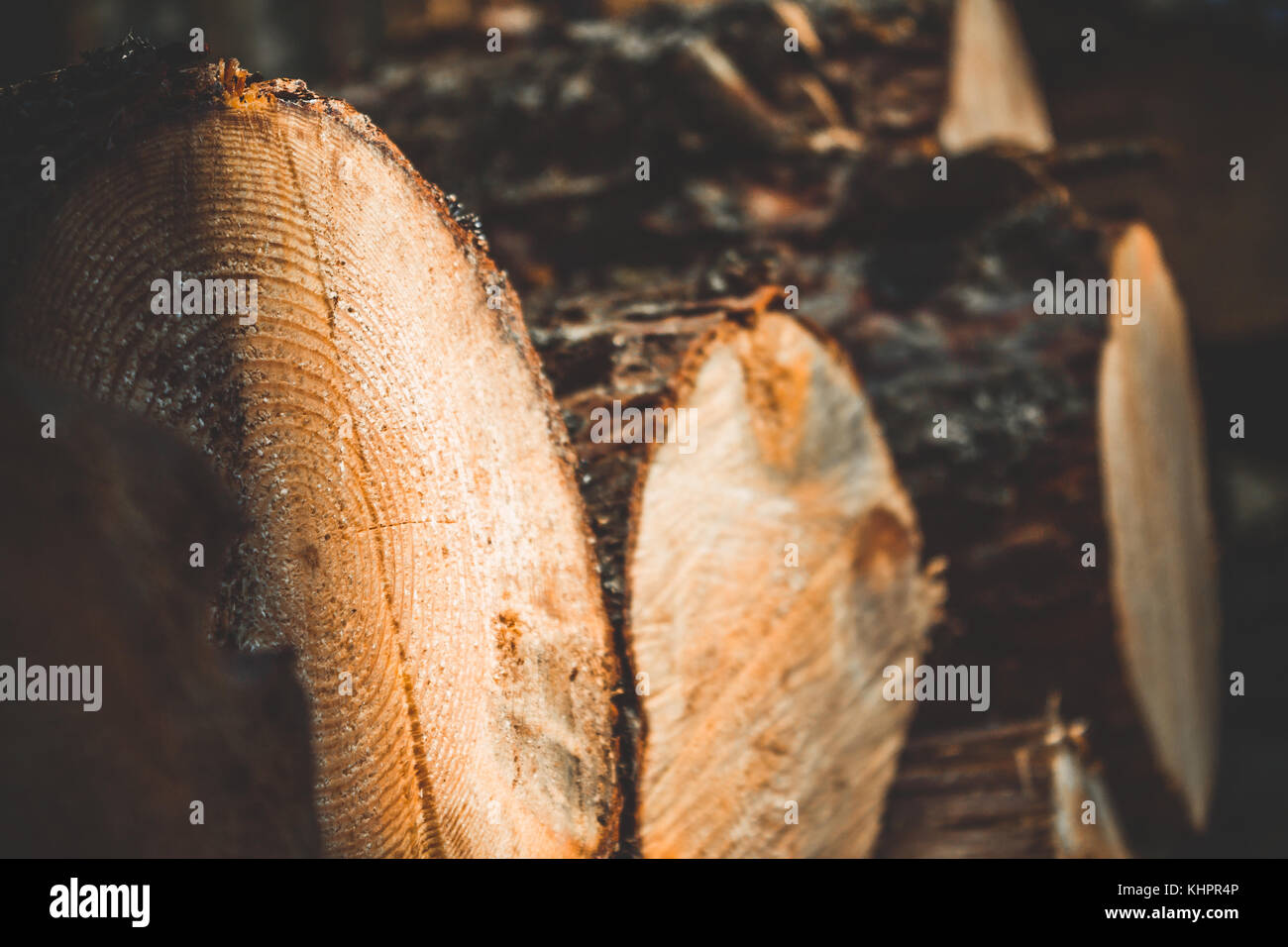 logs of trees in the forest after felling. felled tree trunks. Logging ...