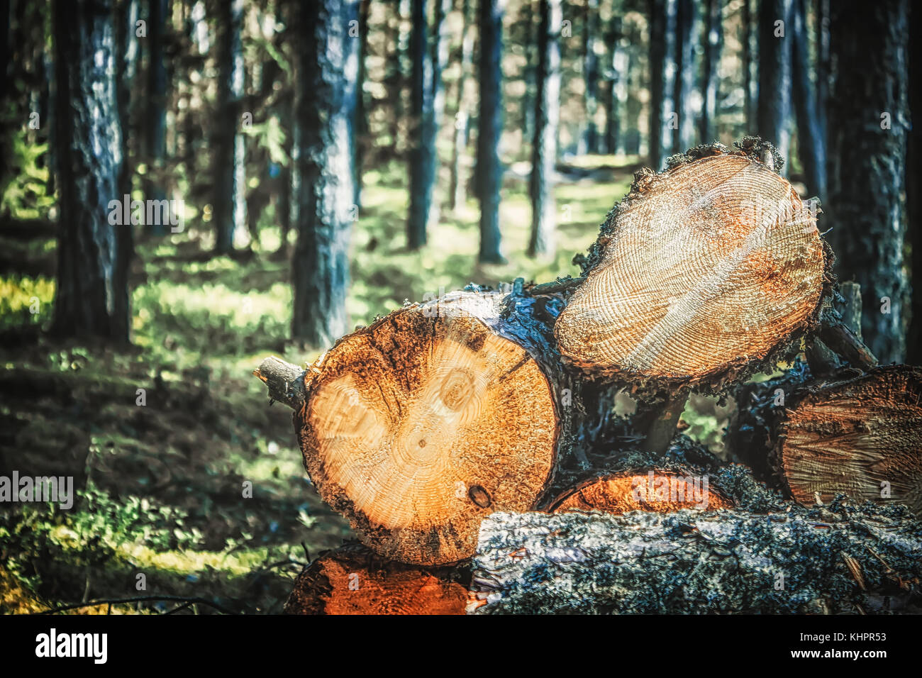 logs of trees in the forest after felling. felled tree trunks. Logging ...