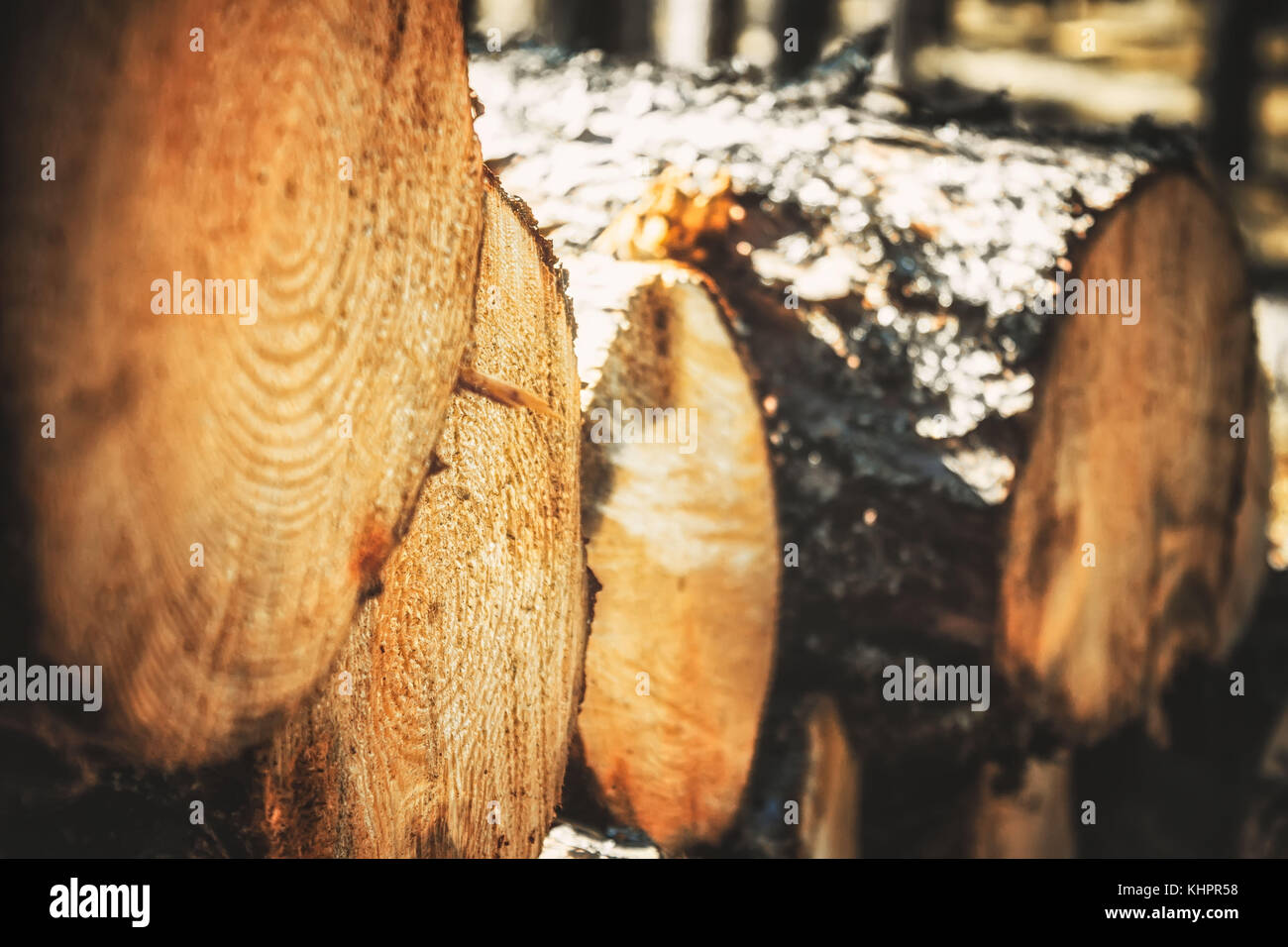 logs of trees in the forest after felling. felled tree trunks. Logging ...