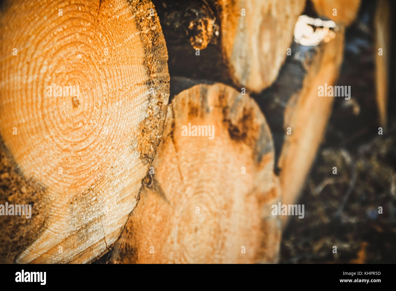 Selective felling hi-res stock photography and images - Alamy