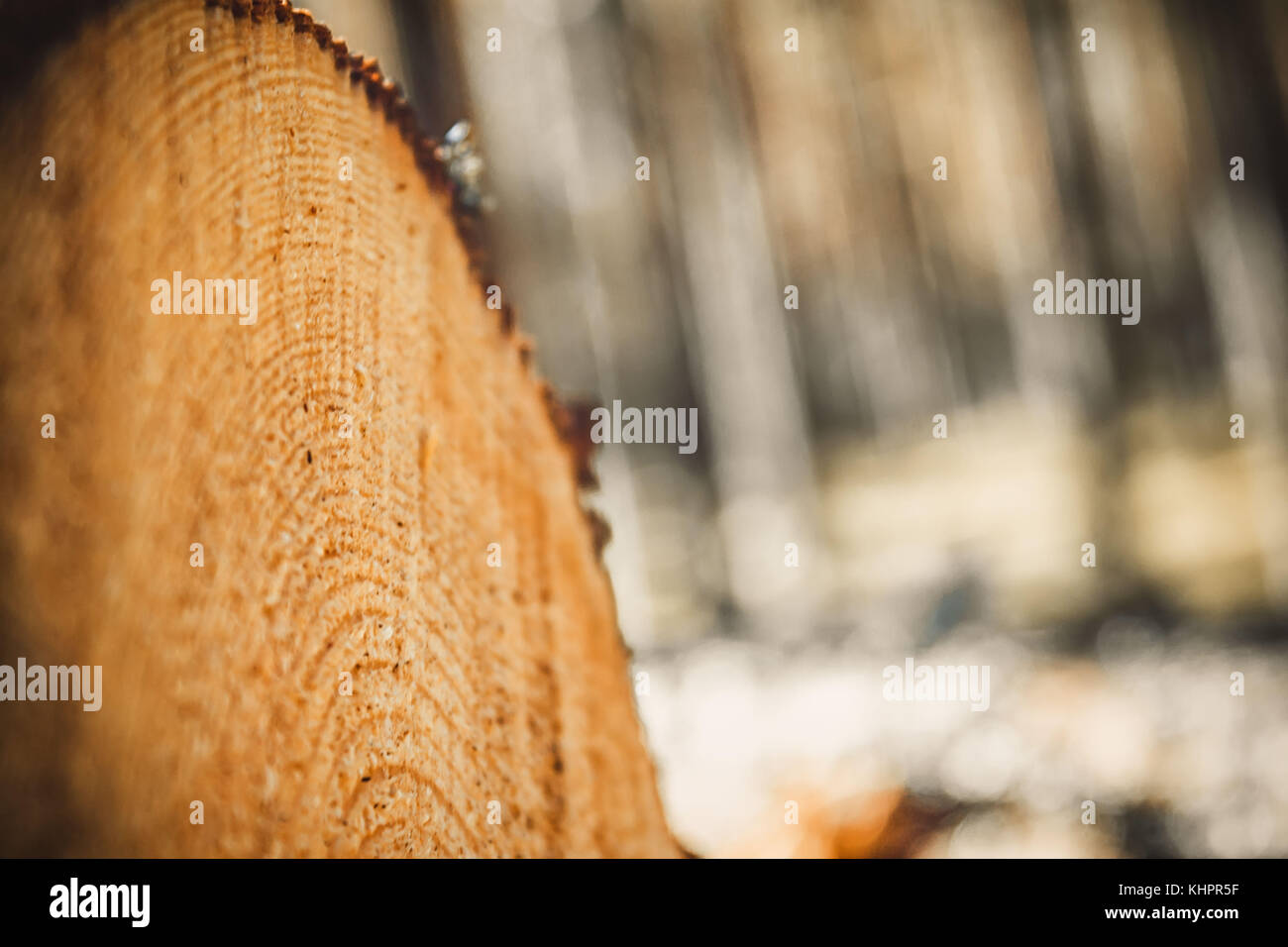 Selective Felling High Resolution Stock Photography and Images - Alamy