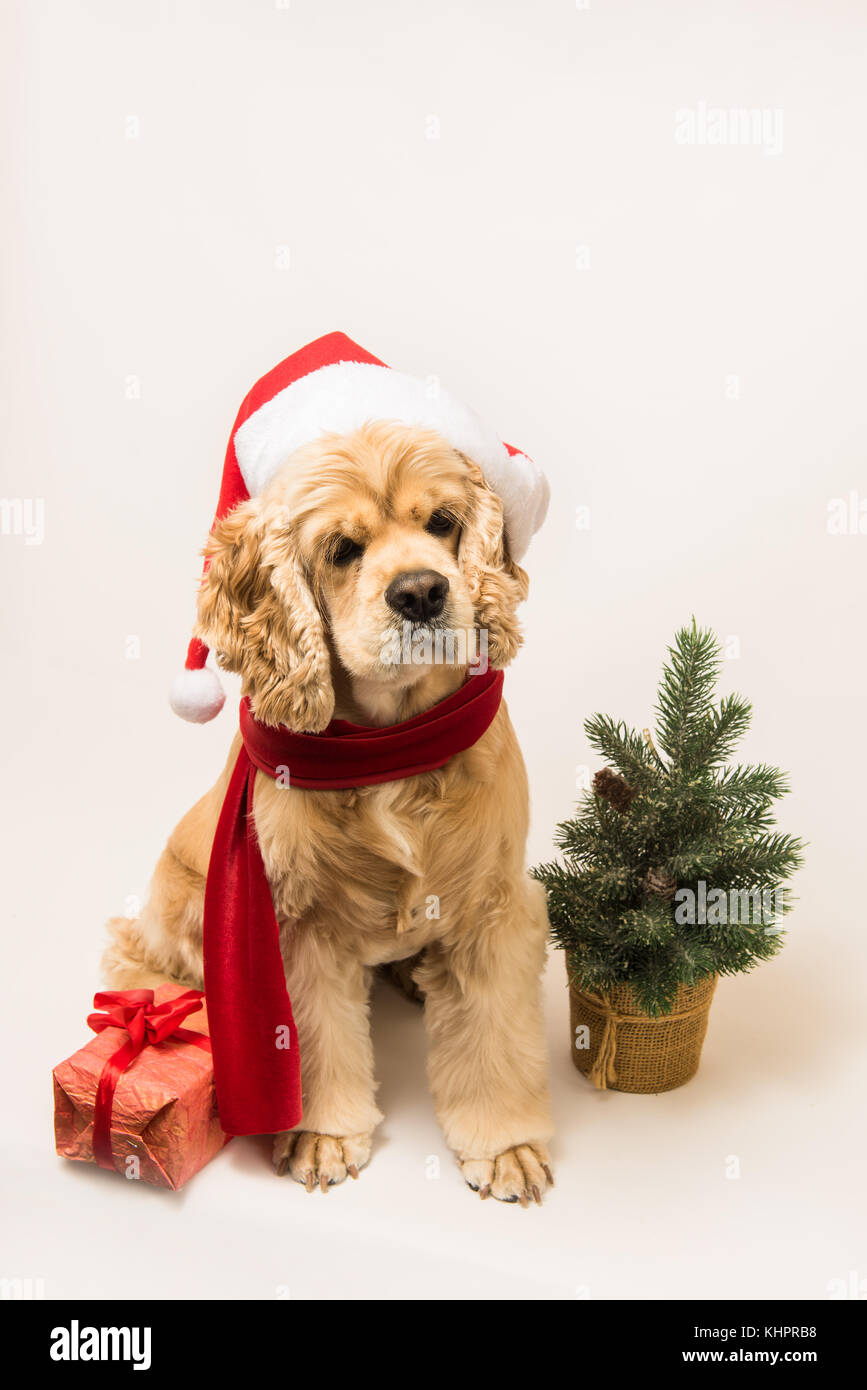 American cocker spaniel with Santa's cap and a red scarf on white ...