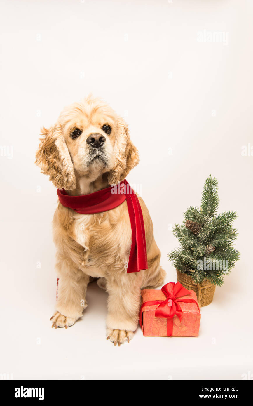 American cocker spaniel with a red scarf on white background. Gift box ...