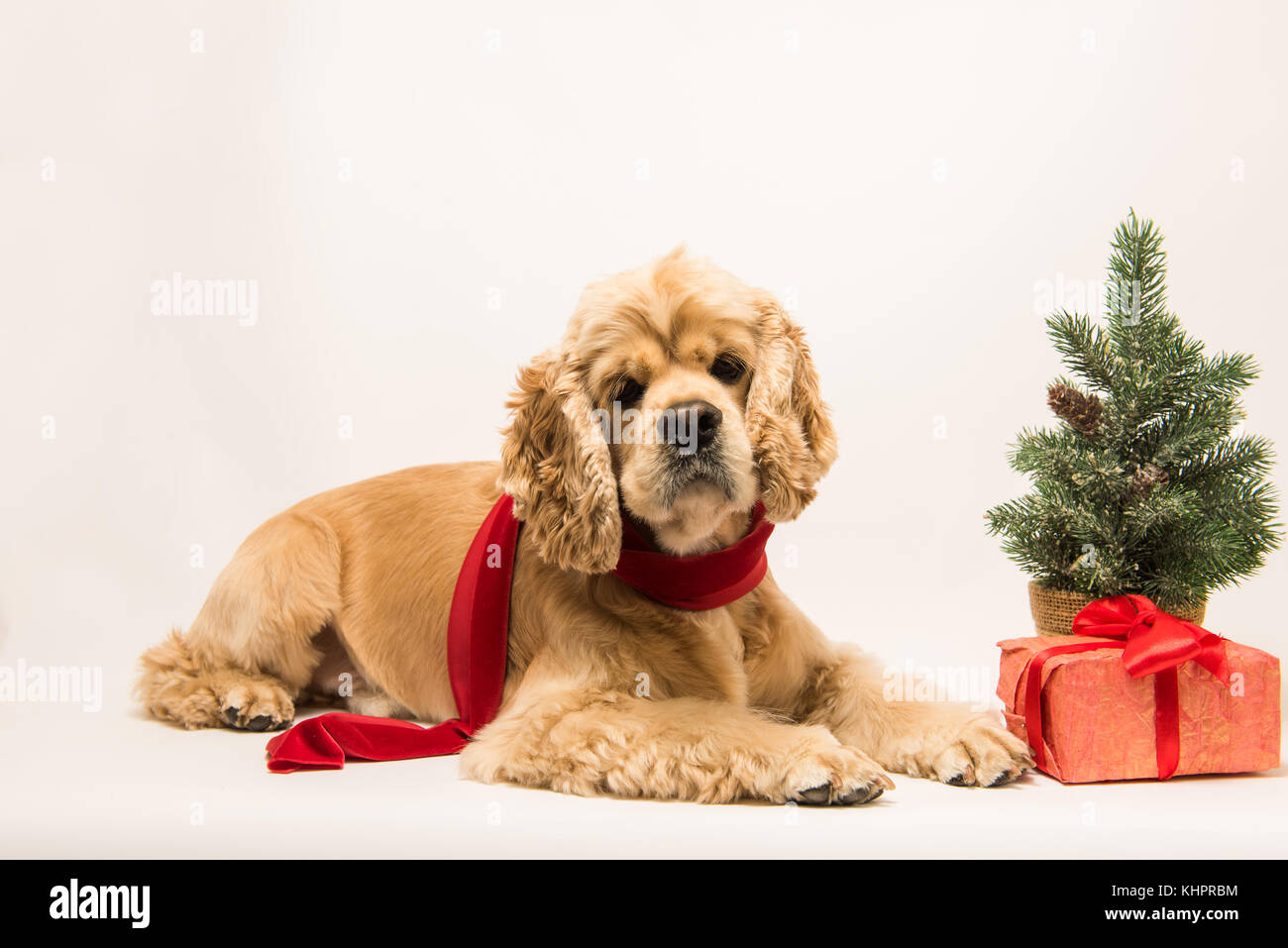 American cocker spaniel with a red scarf on white background. Red ...