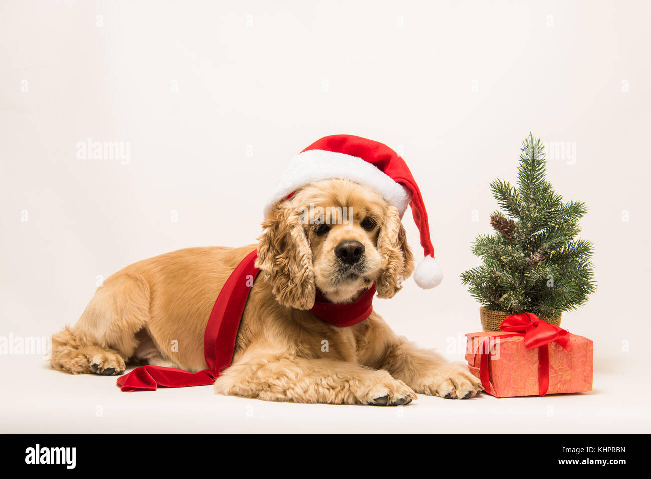 American cocker spaniel with Santa's cap and a red scarf on white ...