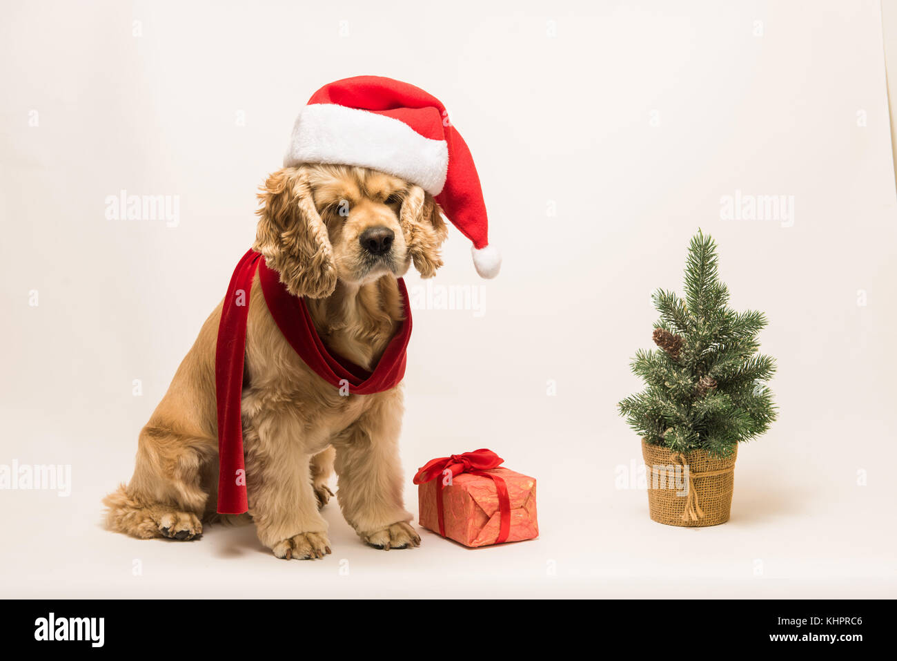American cocker spaniel with Santa's cap and a red scarf on white ...