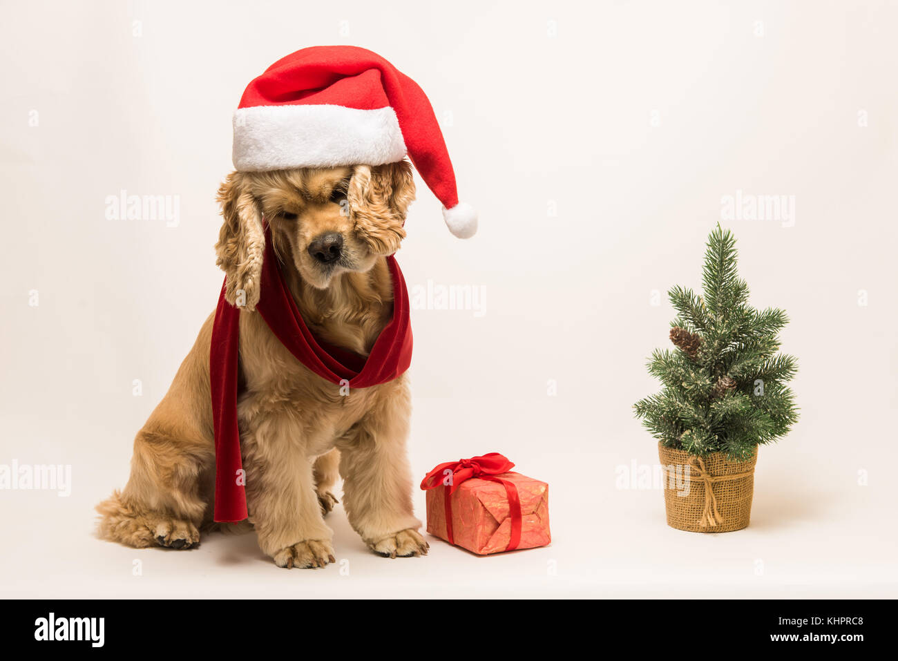 American cocker spaniel with Santa's cap and a red scarf on white ...