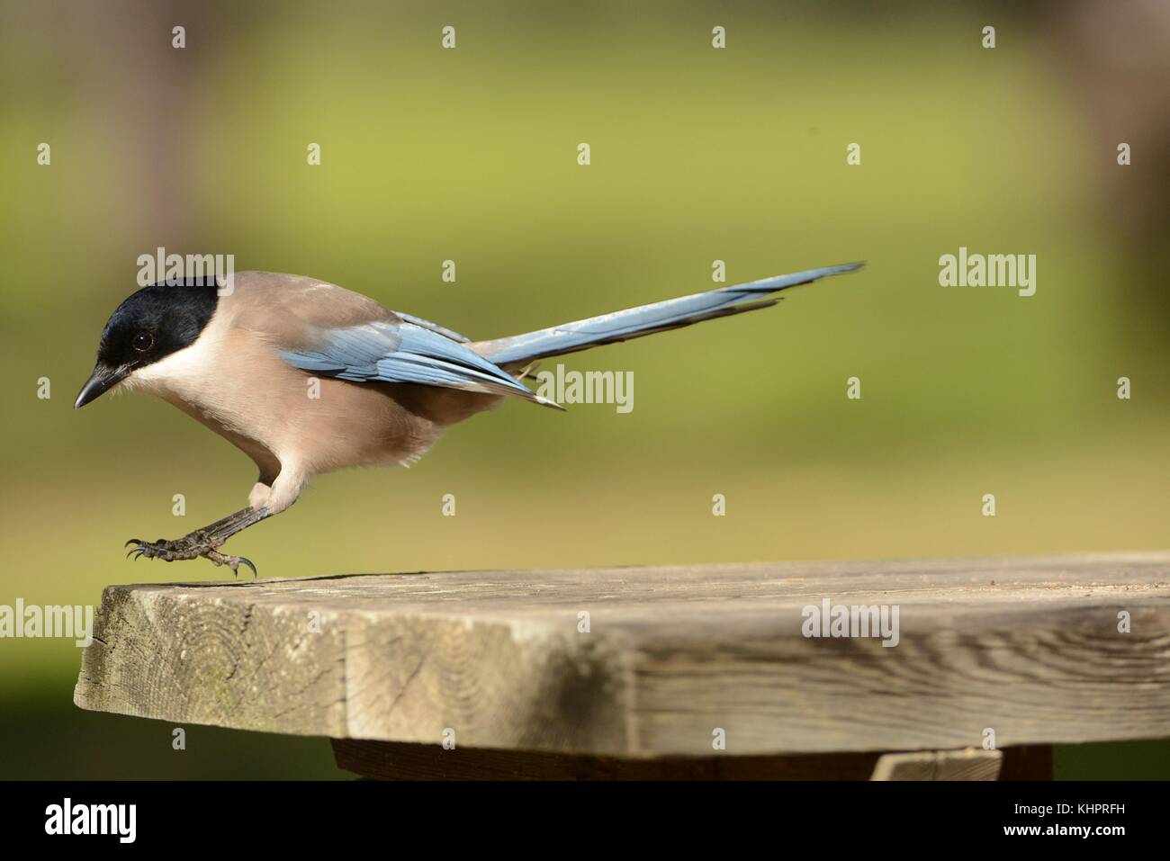 Azure-winged Magpie (Cyanopica cyanus) searching for the food Stock ...