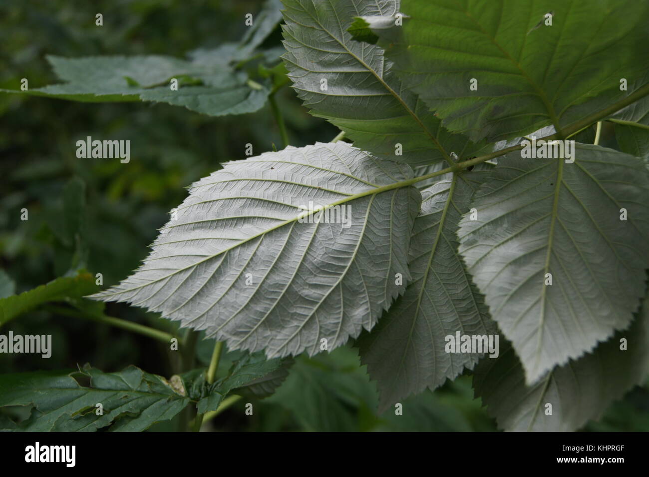 Wind flipped leaves hi-res stock photography and images - Alamy