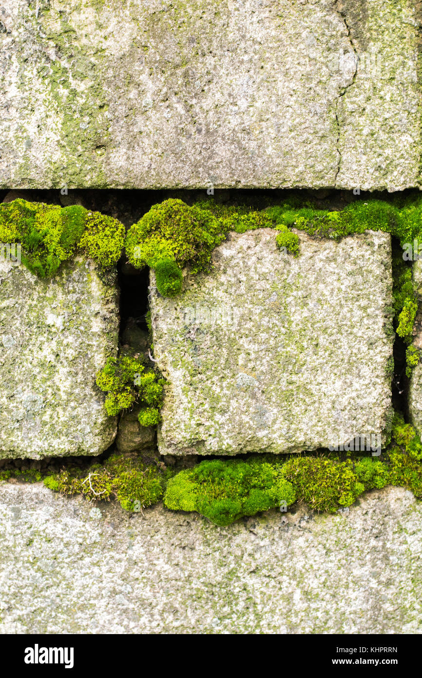 An old brick wall overgrown with green moss. background, grunge, design ...