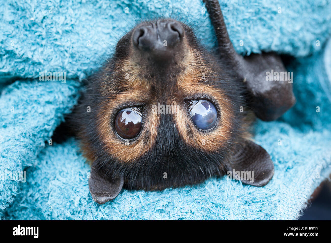 Spectacled Flying-fox (pteropus conspicillatus): adult female with ...