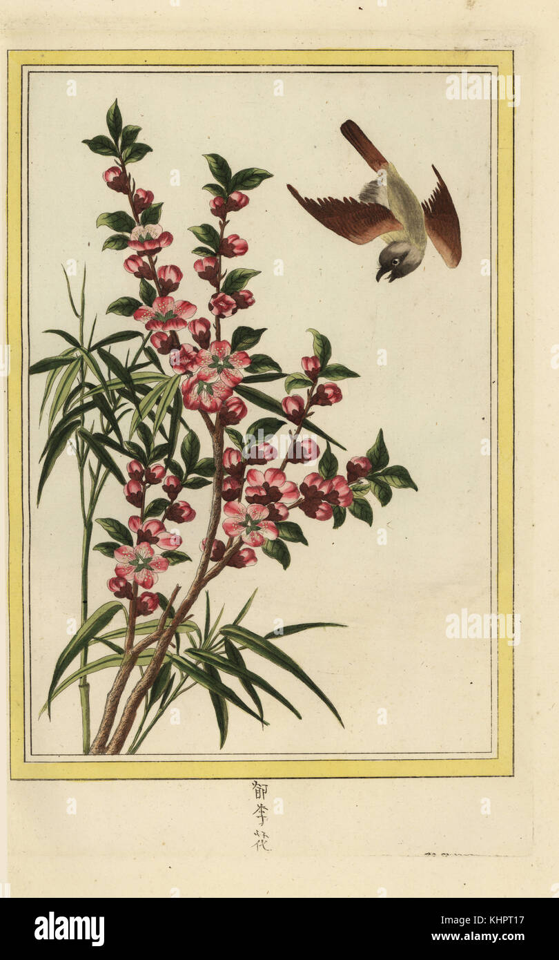 Le Pecher de la Chine. Peach blossom, Prunus persica. Handcoloured ...