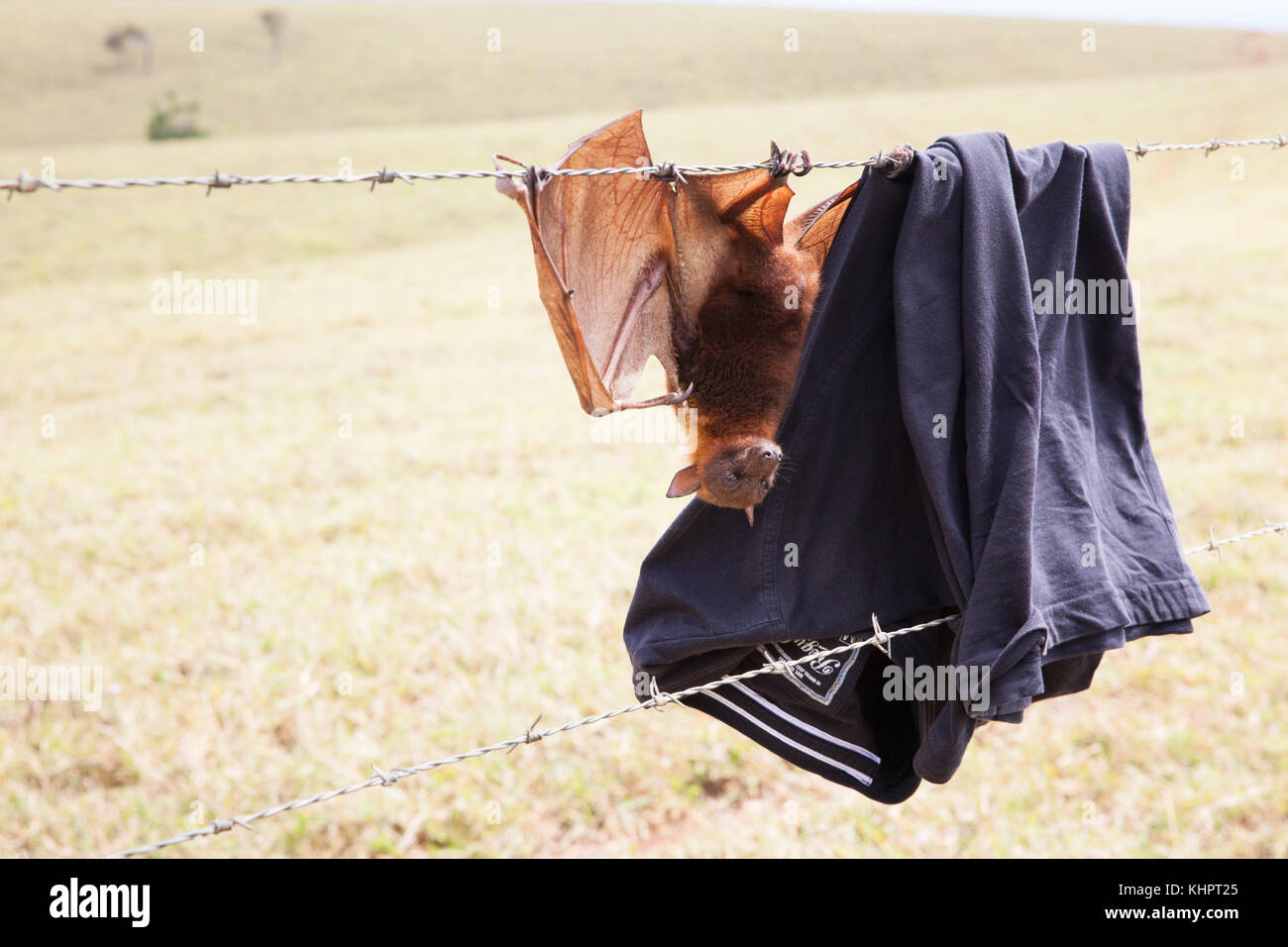 Little red Flying-fox (Pteropus scapulatus) entangled on barbed wire ...