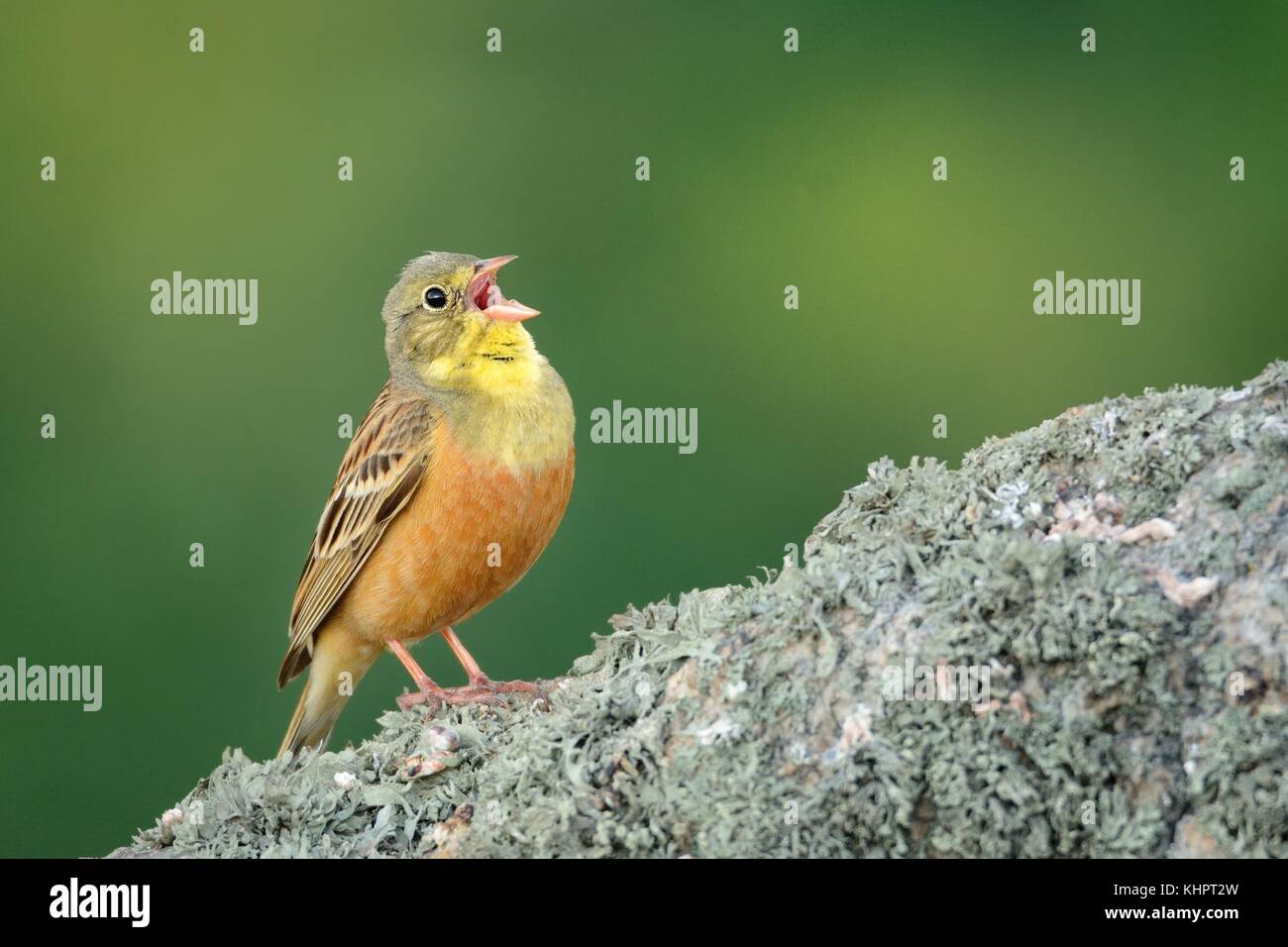 Singing Ortolan Bunting (Emberiza hortulana) perched on a rock captured ...