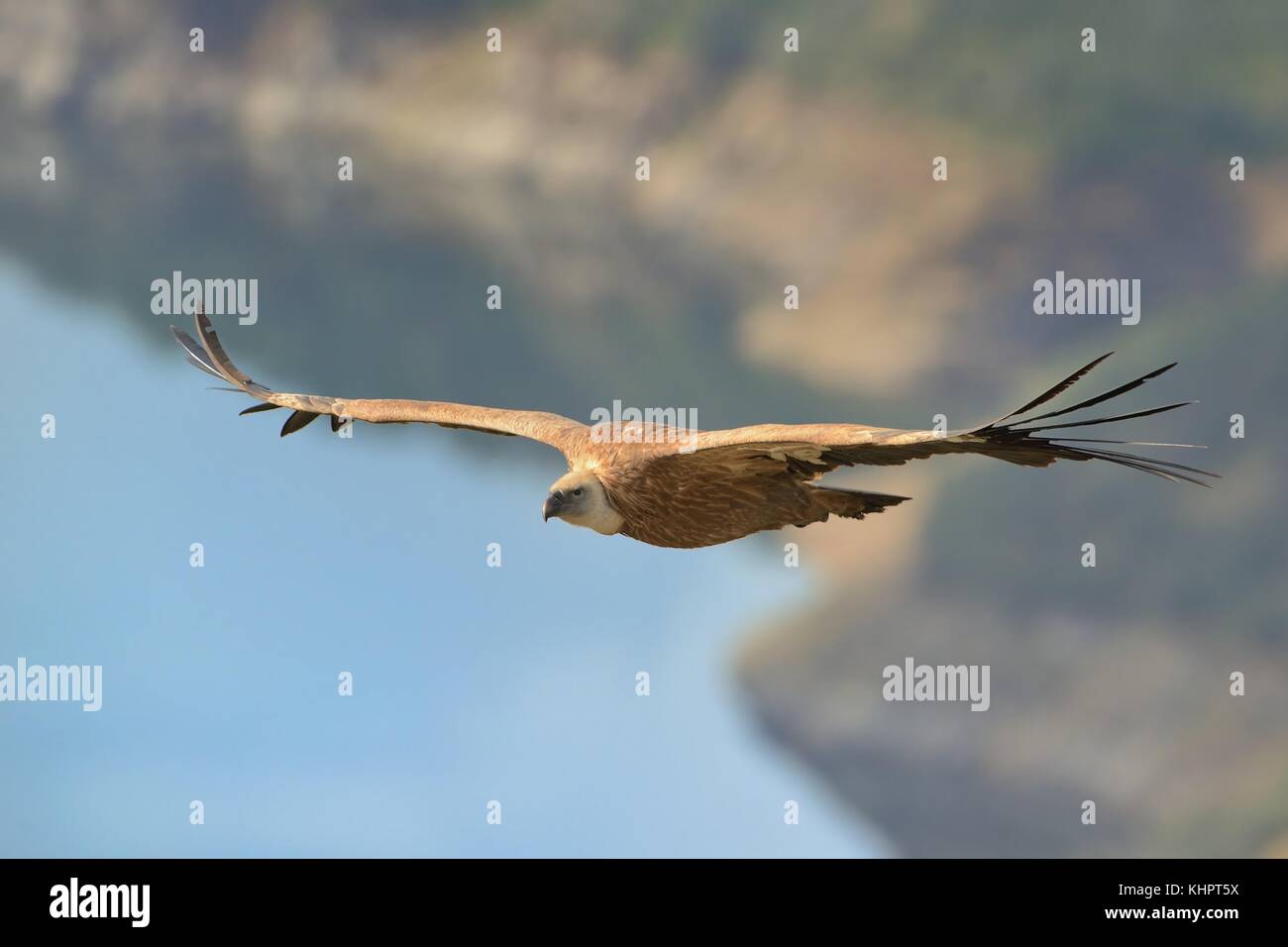Eurasian Griffon (Gyps fulvus) captured in flight. Giant bird flying ...