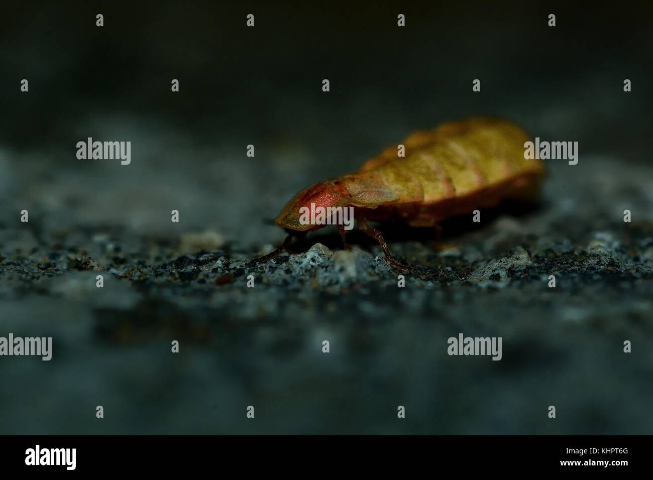 Female common glow worm hi-res stock photography and images - Alamy