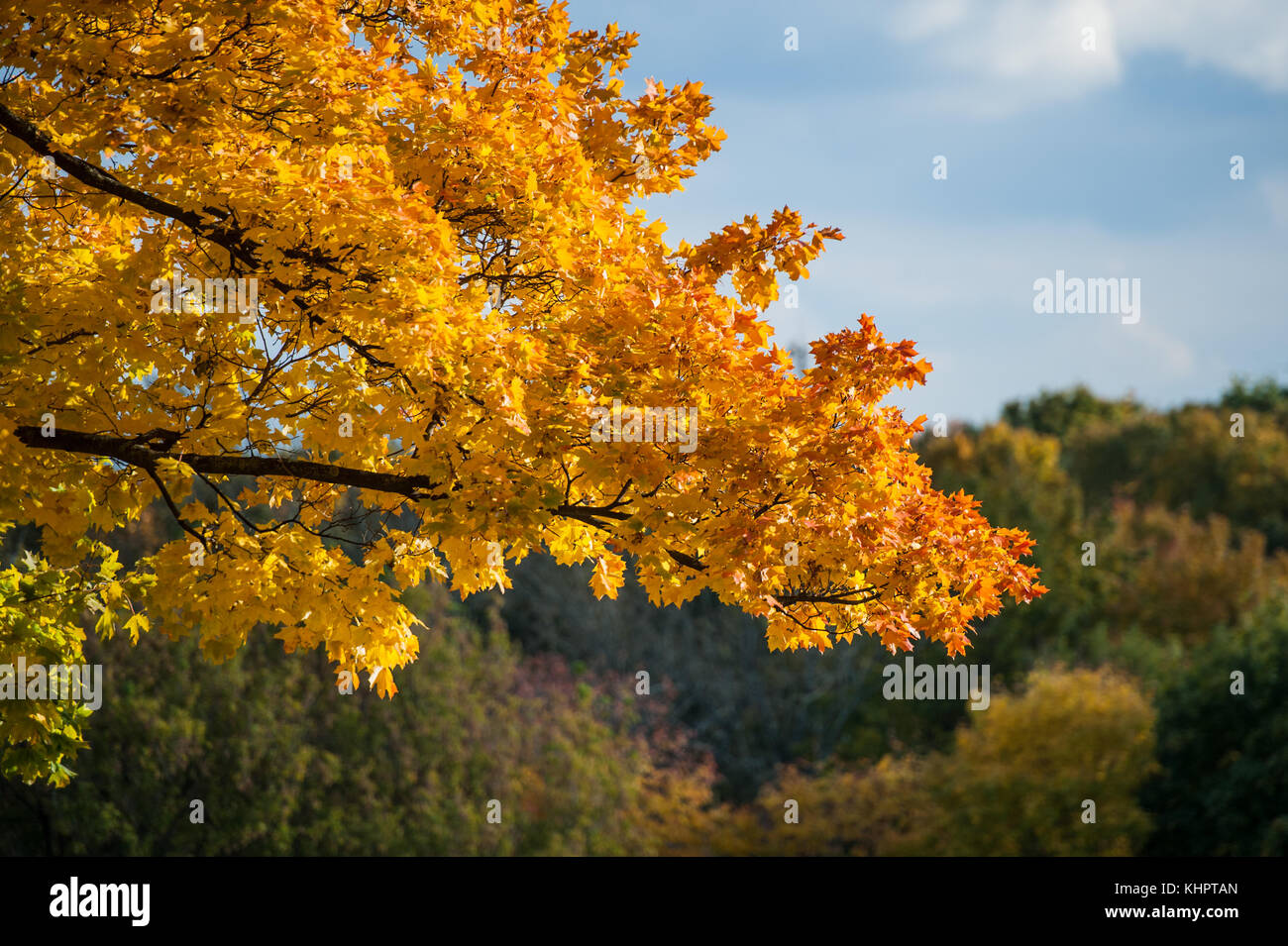 Russian maple during autumn, leaves are in full color Stock Photo - Alamy