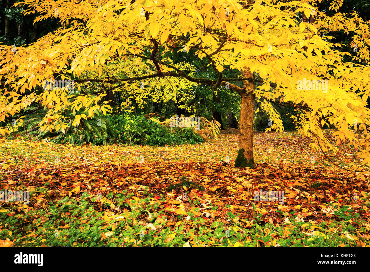 Tree with yellow fall foliage in Seattle's Washington Park Arboretum ...