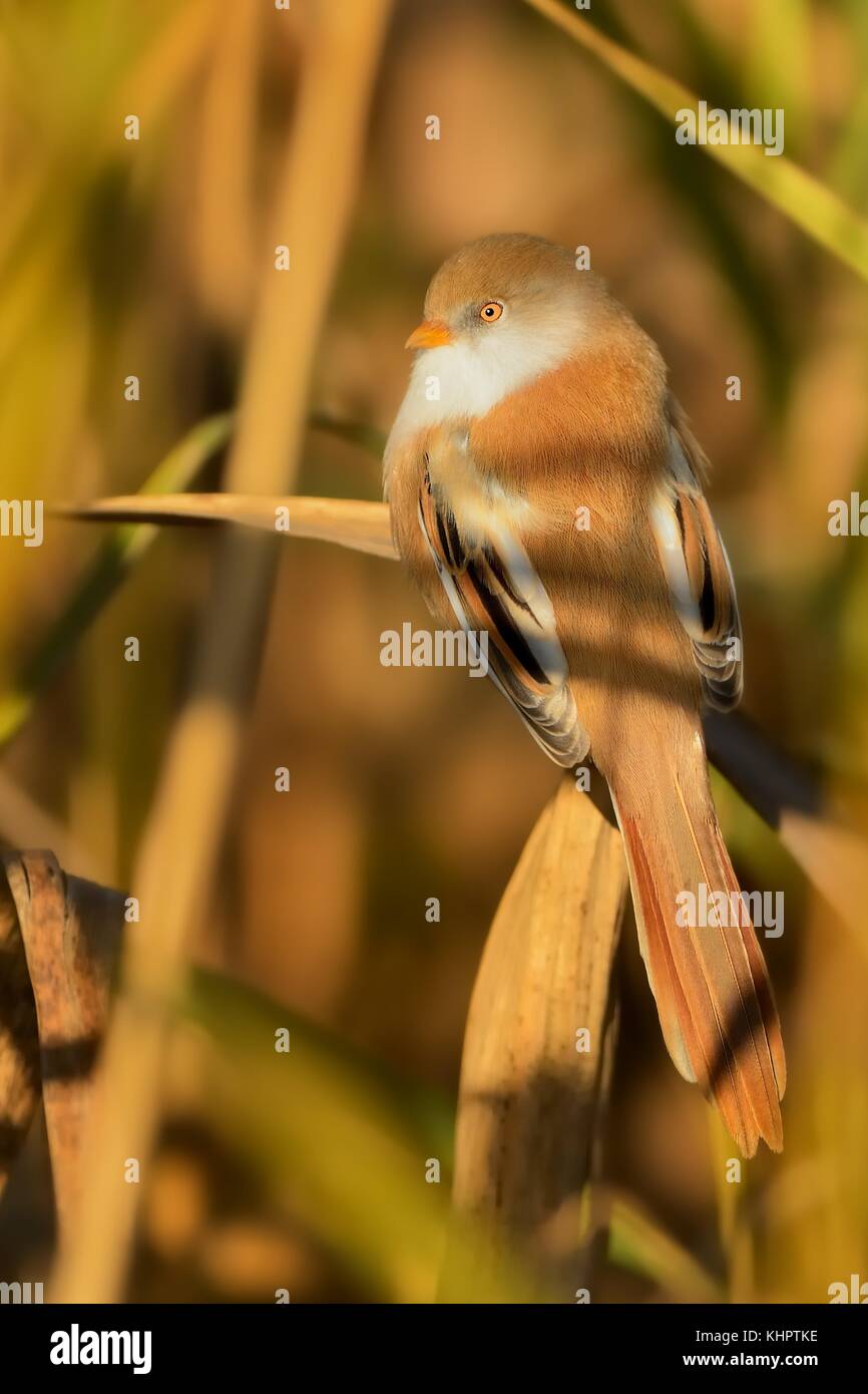 Female of Bearded Reedling (Panurus biarmicus) sitting on the reed ...