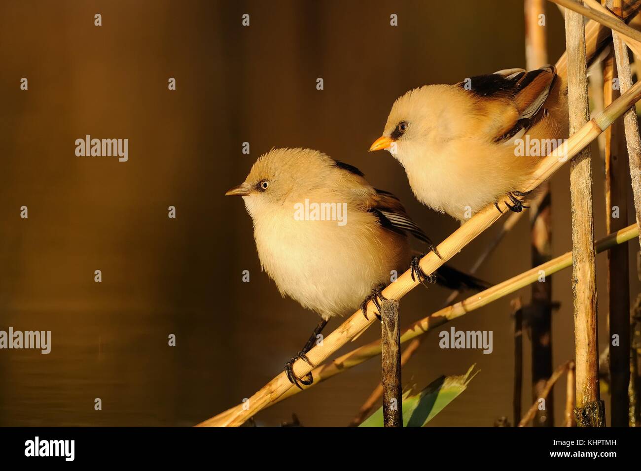 Two young Bearded Reedling (Panurus biarmicus) captured close-up ...